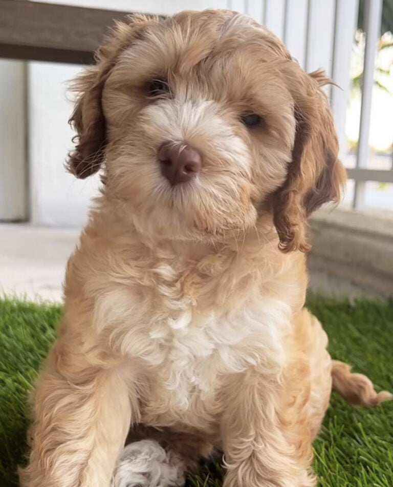 Introducing Ginger Sexton!