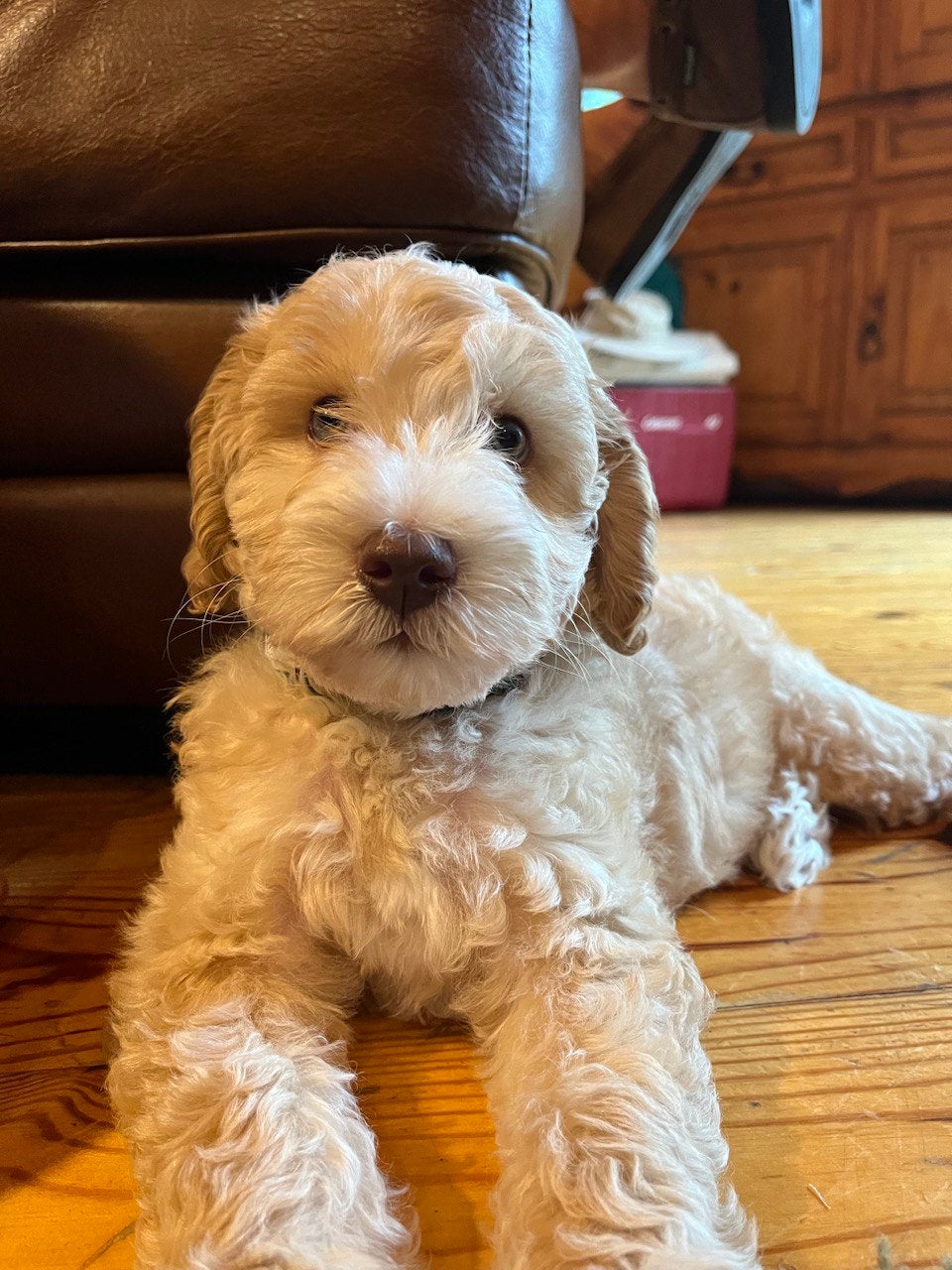 Teddy, the Travis Family Dog, Turns 3 Months Old