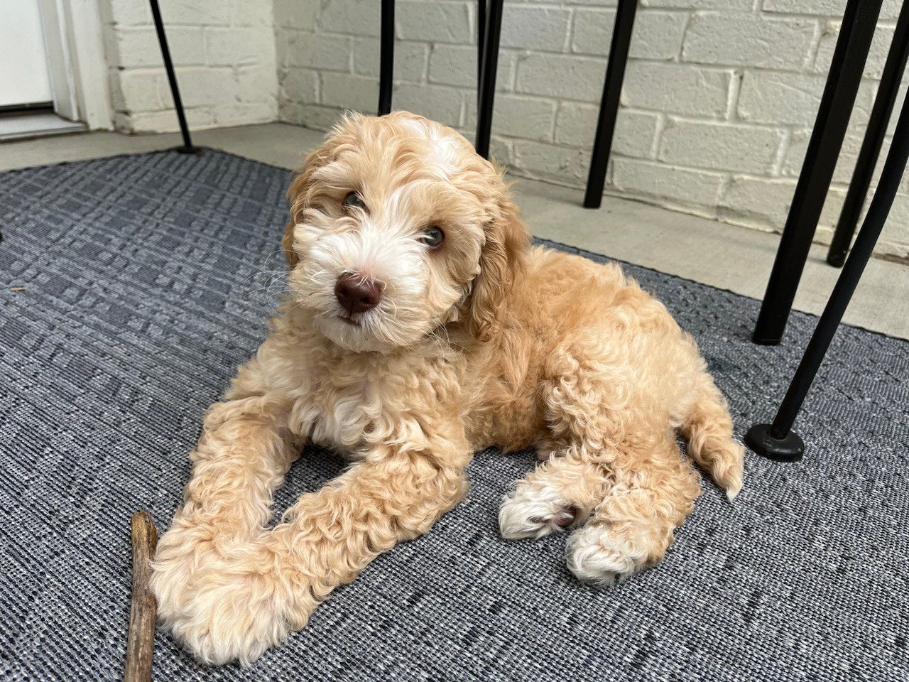 Teddy, the Travis Family Dog, Turns 3 Months Old