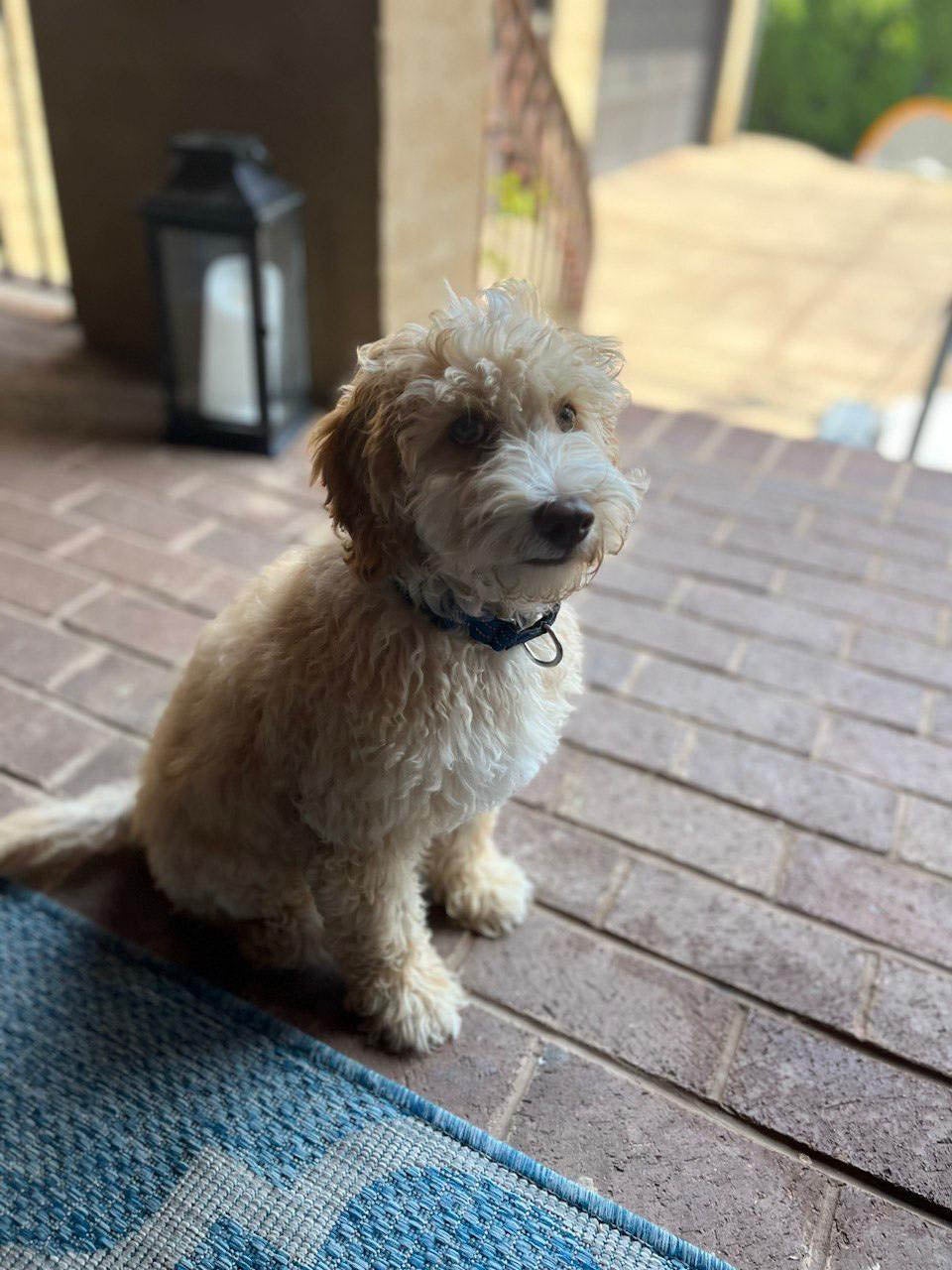 Teddy, the Travis Family Dog, Turns 3 Months Old